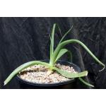 Aloe Ba-Bo, Arid Lands Greenhouses