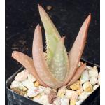 Aloe, Arid Lands Greenhouses