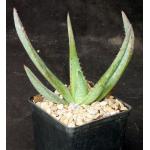 Aloe, Arid Lands Greenhouses