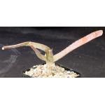 Aloe, Arid Lands Greenhouses