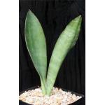 Sansevieria, Arid Lands Greenhouses